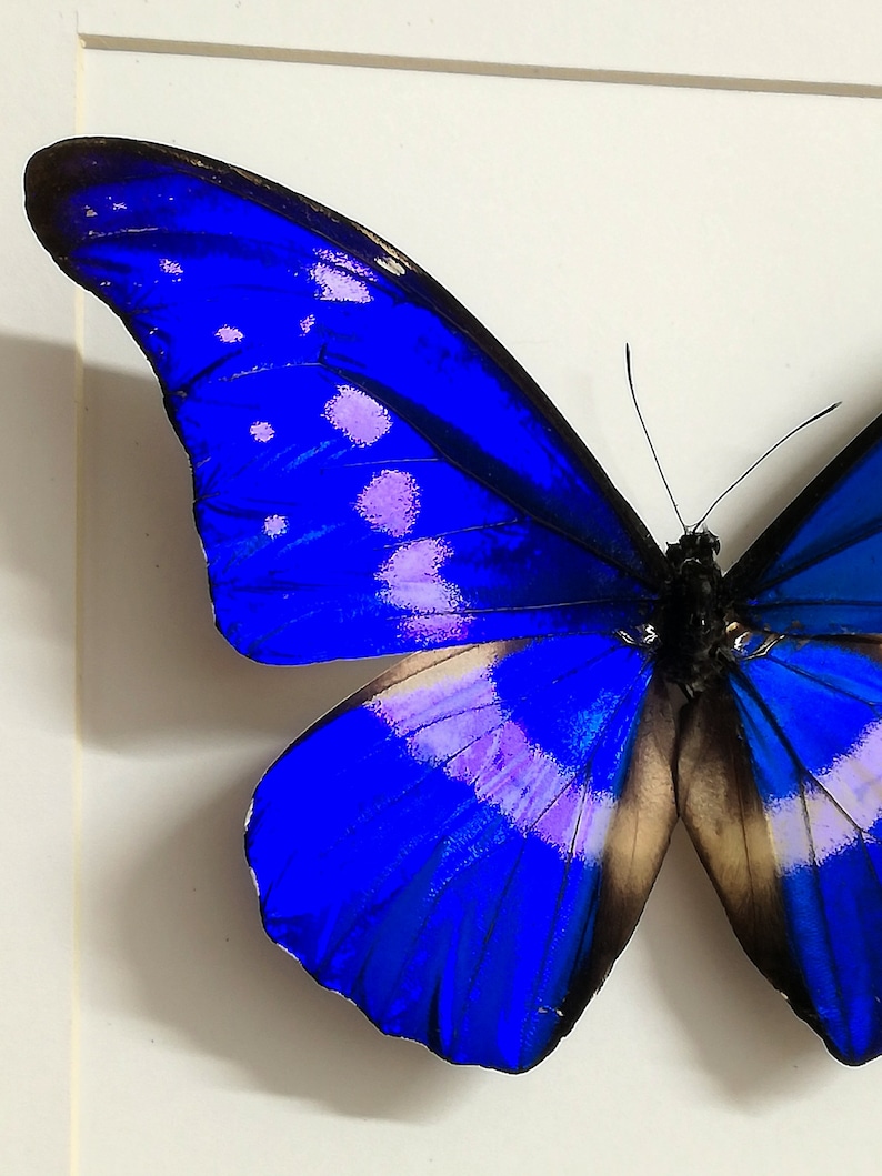 Morpho Rhetenor Helena. Real Butterfly. Entomology. - Etsy