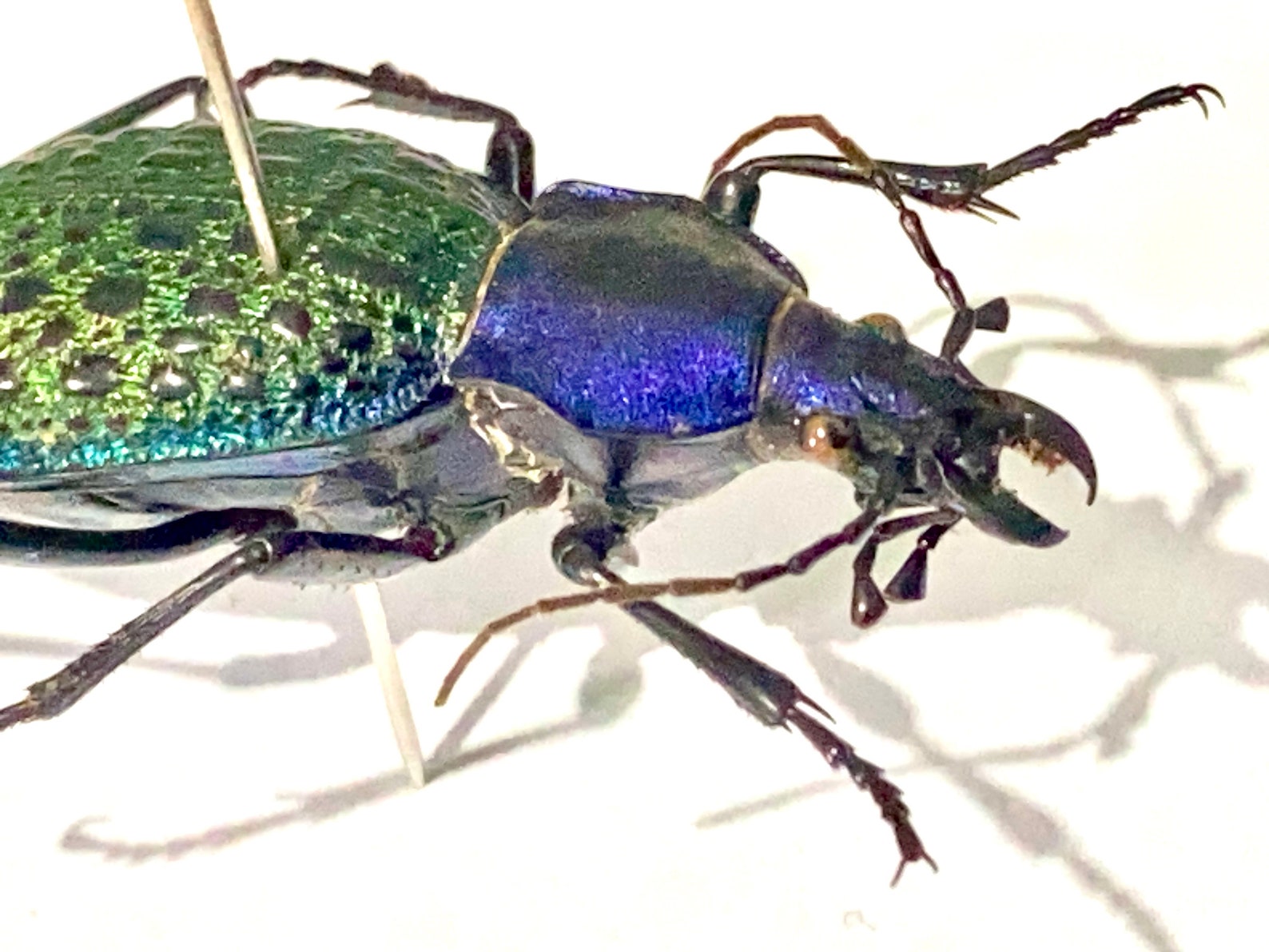 Carabus Elysii. Chinese Ground Beetle. Real Insect Specimen ...
