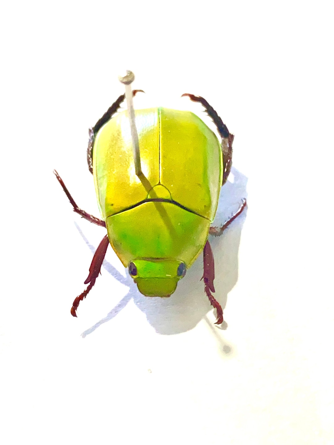 Green Scarab Beetle. Anomala Dimidiata. Beetle. Insect Specimen ...