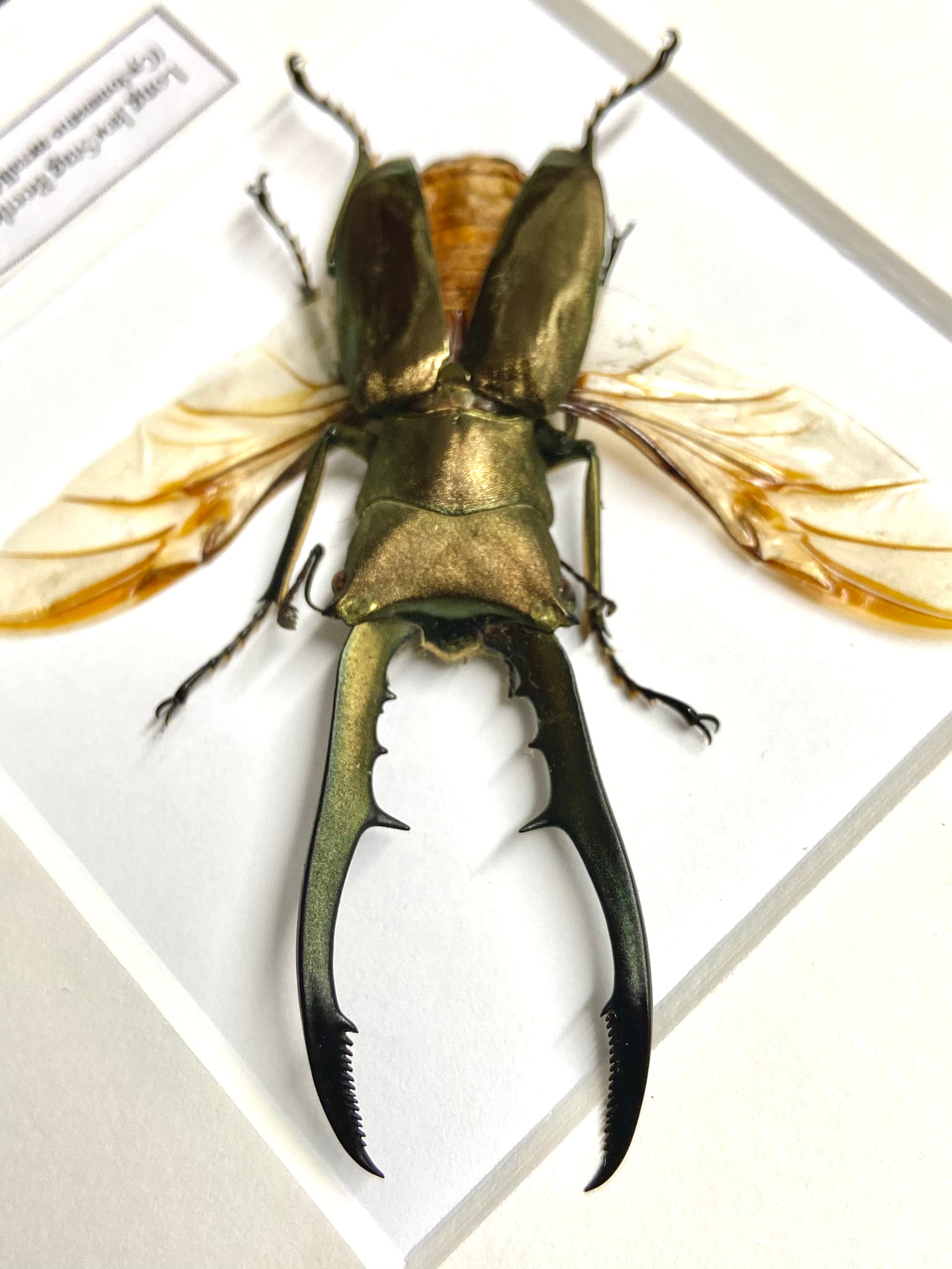 Stag Beetle (cyclommatus Metallifer Finae) Real Insect. Beetles. Real ...