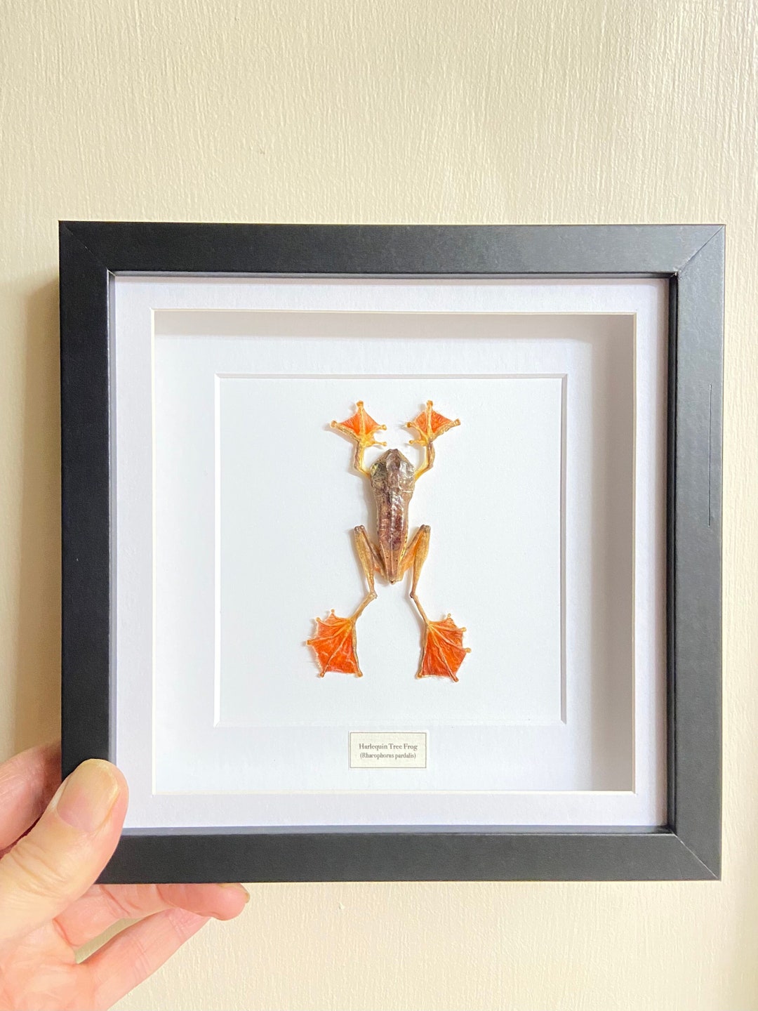 Harlequin Tree Frog (rhacophorus Pardalis) Preserved Frog Specimen ...