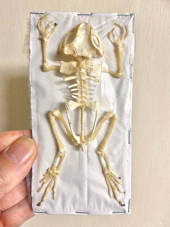 Toad Skeleton Parts