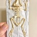 Toad Skeleton Real. (duttaphrynus Melanosticus) Skeleton Toad ...