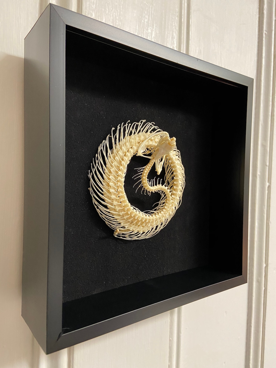 Snake Skeleton Coiled(white Lipped Viper) Real Snake, Viper. Serpent ...
