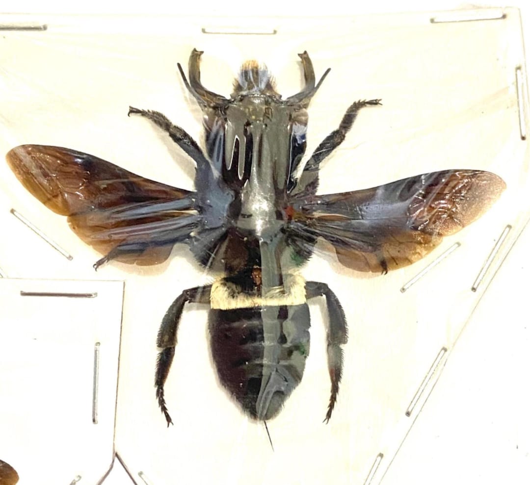 Megachile Pluto. Bee. Vespidae. Entomology. - Etsy