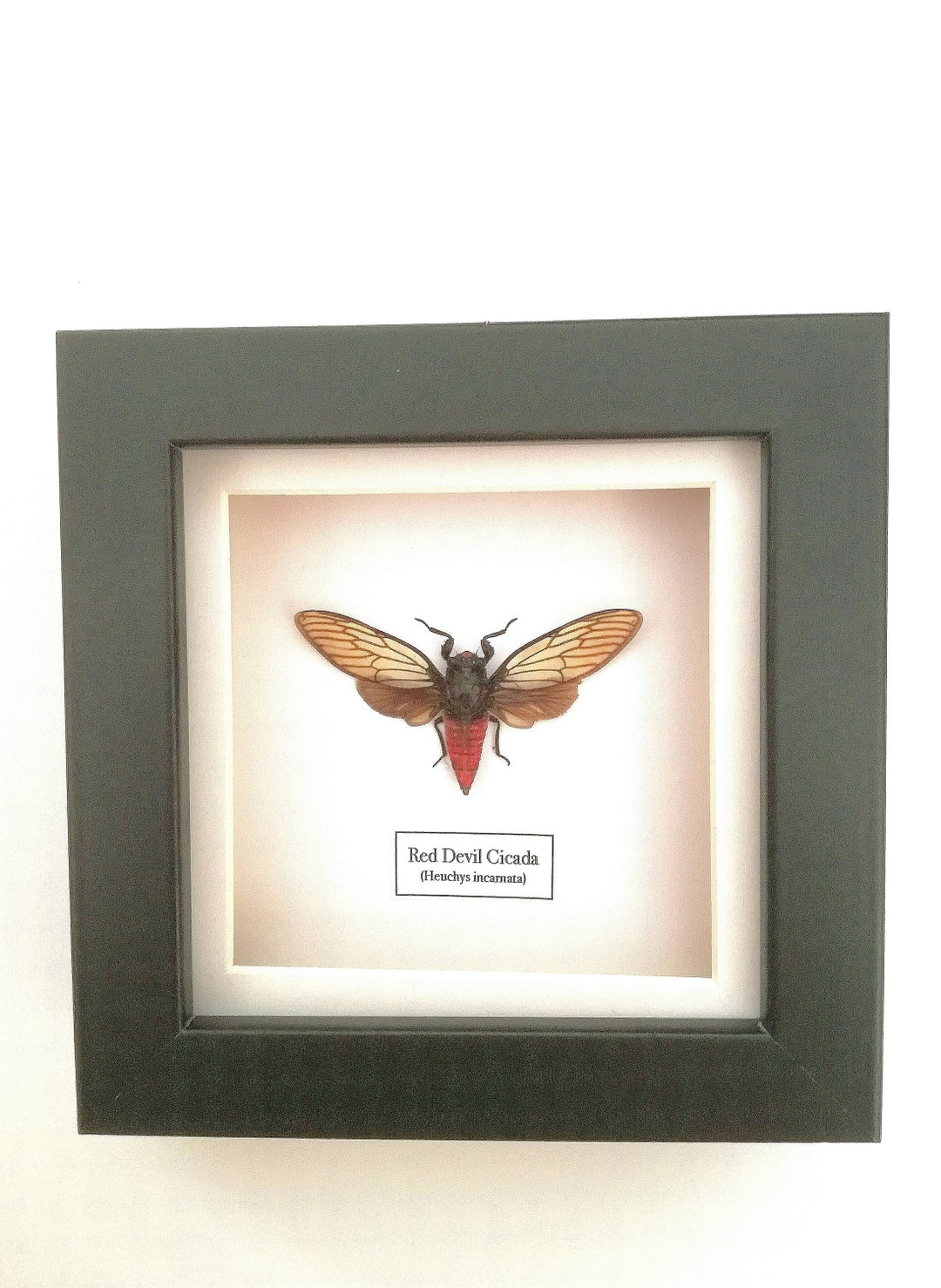 Red Devil Cicada (heuchys Incarnata) - Etsy