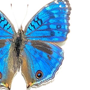 Blue Butterfly. Junonia Rhadama . Real Butterfly. Blue Buckeye. African ...