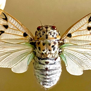 Ghost Cicada ayuthia Spectabilis Unframed Specimen. A1 Quality. Cicada ...