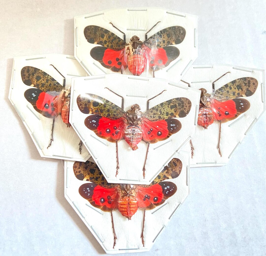 Penthicodes Celebica. Real Insect Specimen. Lantern Fly. Fulgoridae ...