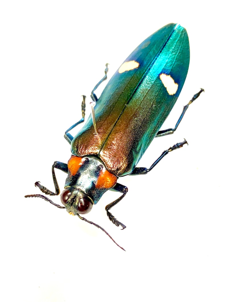 Large Jewel Beetle (megaloxantha Mouhouti) Real Specimen - Etsy