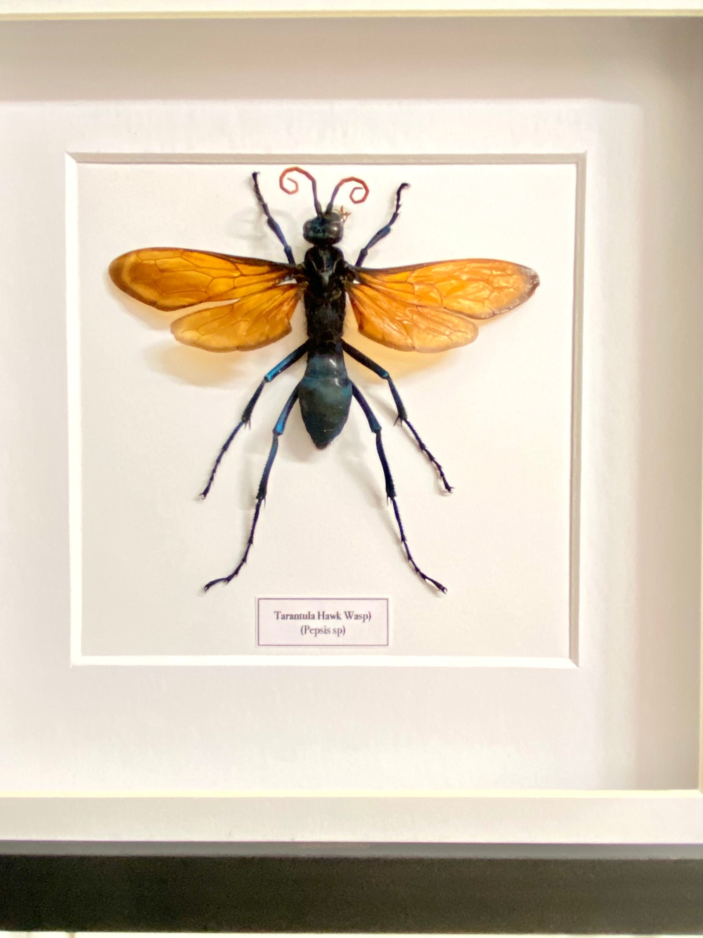 Tarantula Hawk Size