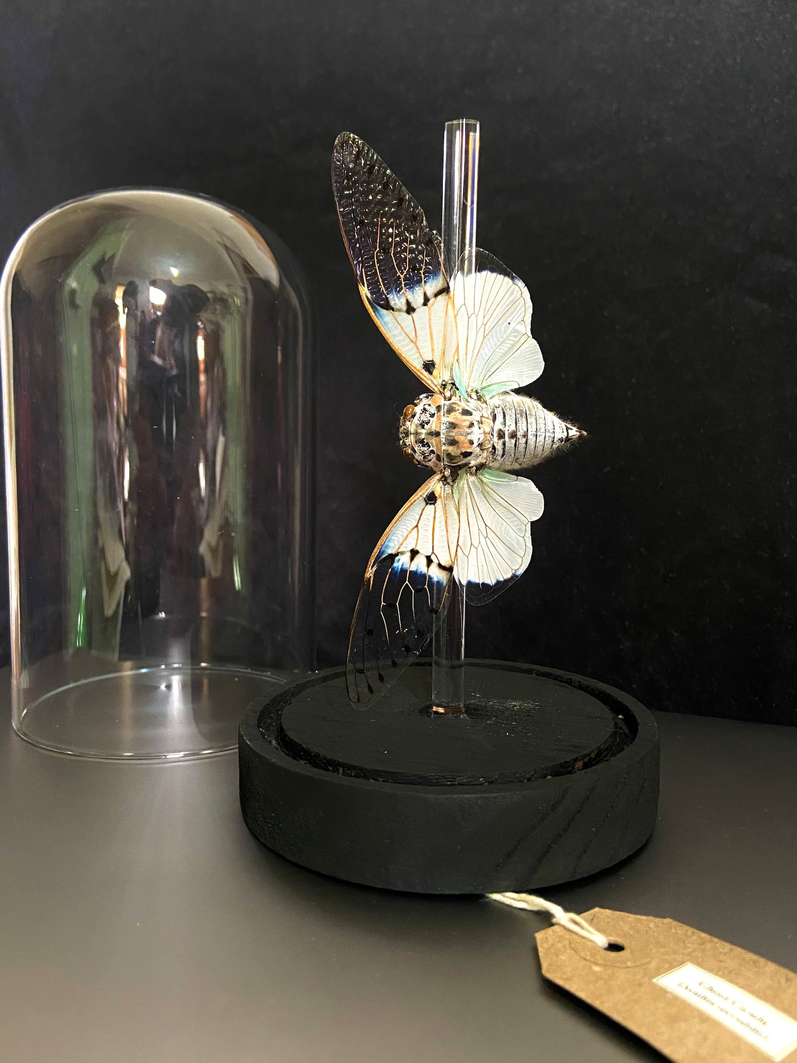 Ghost Cicada . Ayuthia Spectabilis. Cicada. Glass Dome. Real Insect ...