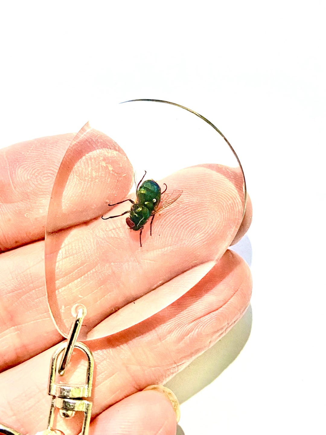 House Fly Key Ring. Real Insect.real Fly. Key Fob. Real Insect ...
