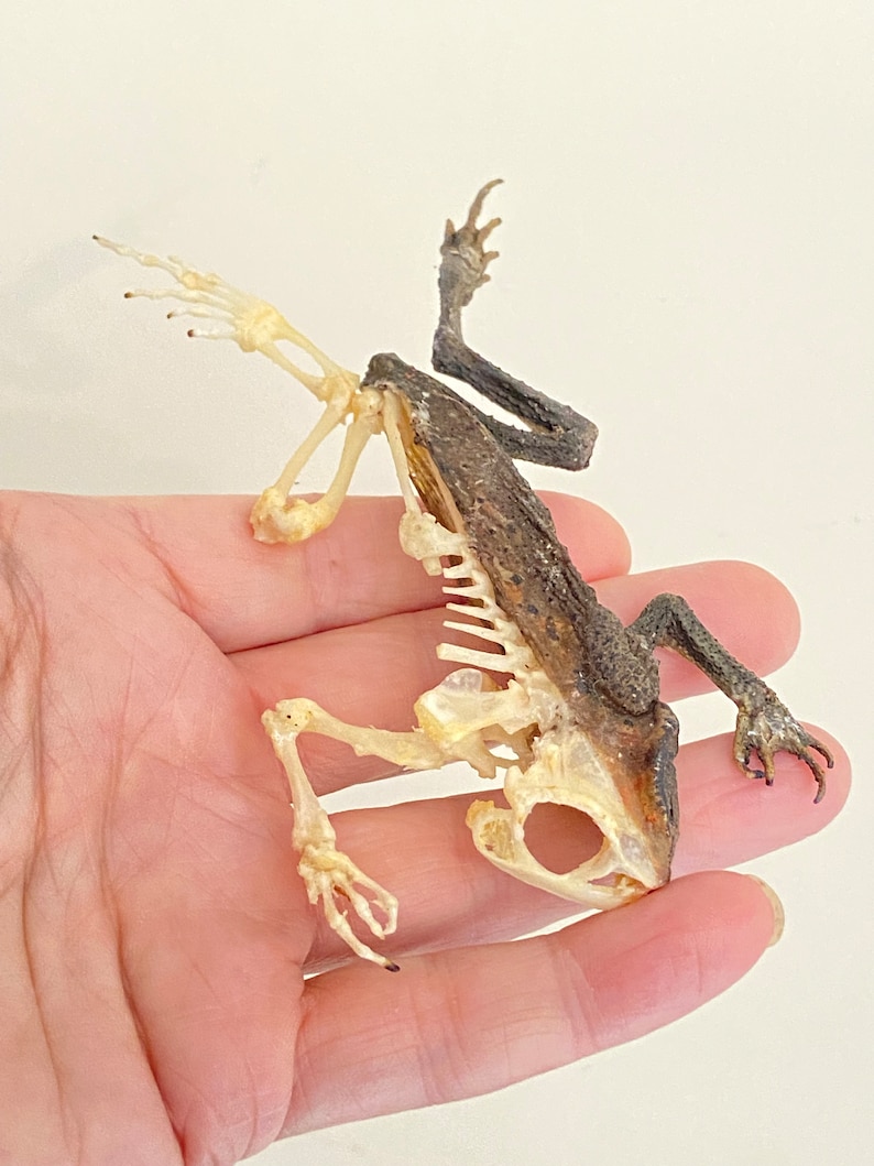 Toad Half Skeleton (asian Species) Real Specimen. Frog. Crapaud ...