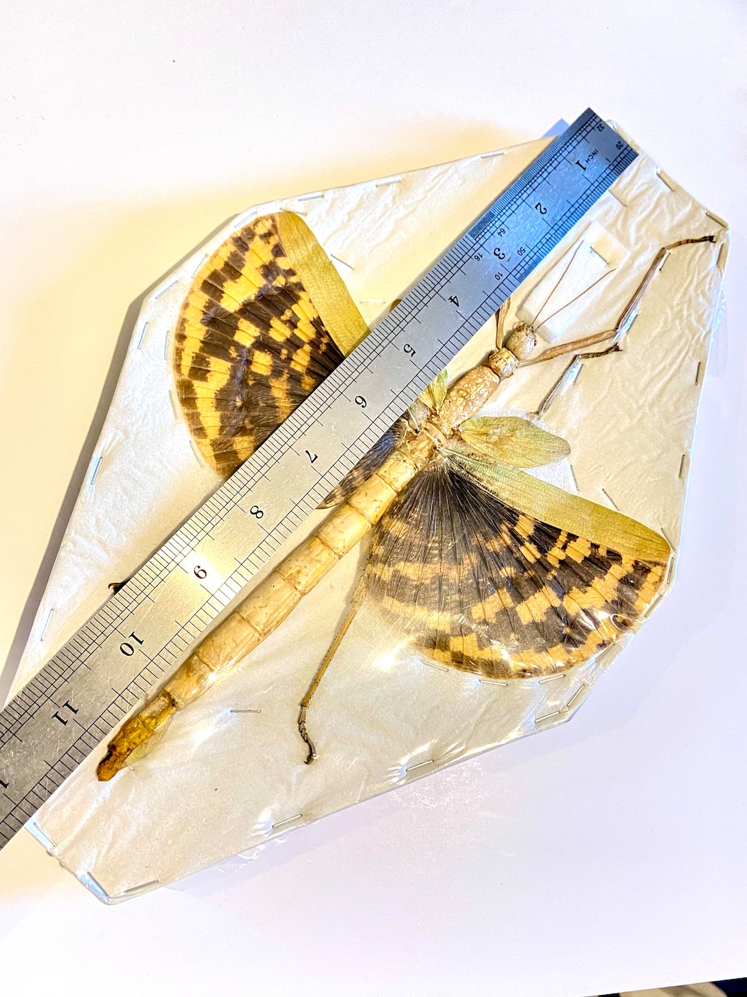 Giant Stick Insect ( Phasma Gigas) Real Insect Specimen.stick Insect ...