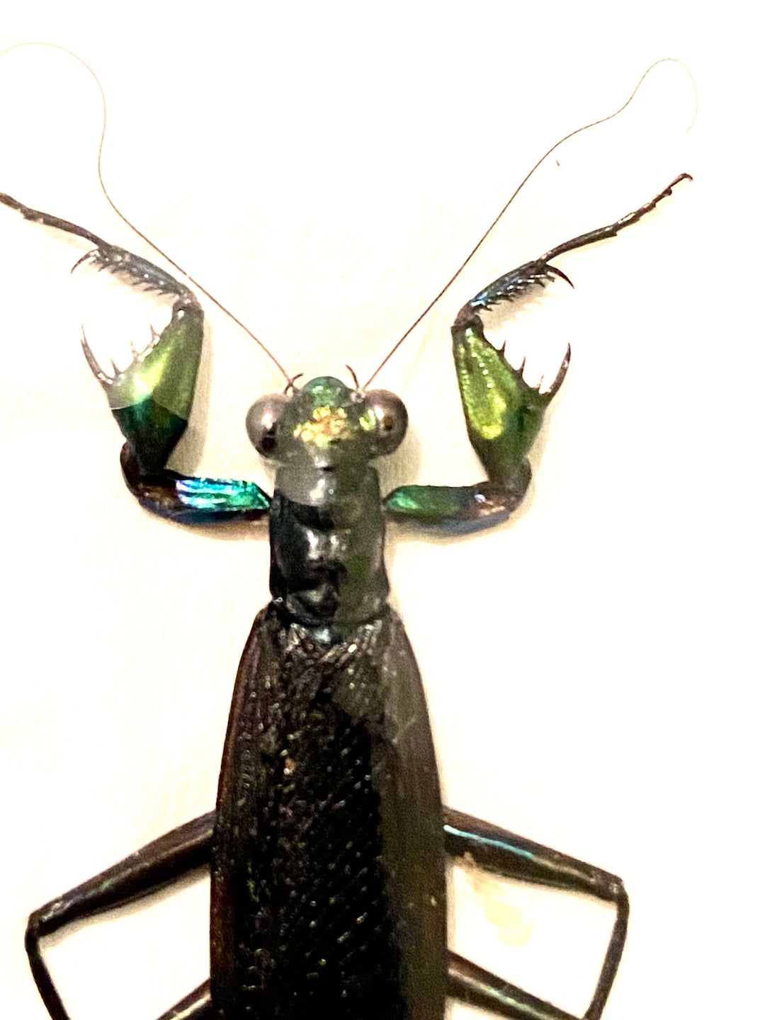 Praying Mantis (metallyticus Splendicus) Mantis. Real Insect ...