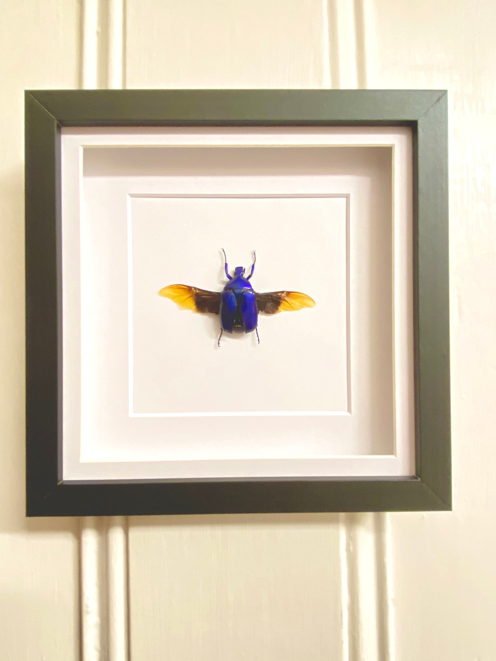 Blue Scarab Beetle. Real Insect Framed. Entomology. Blue ...