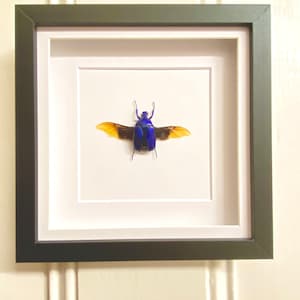 Blue Scarab Beetle. Real Insect Framed. Entomology. Blue ...