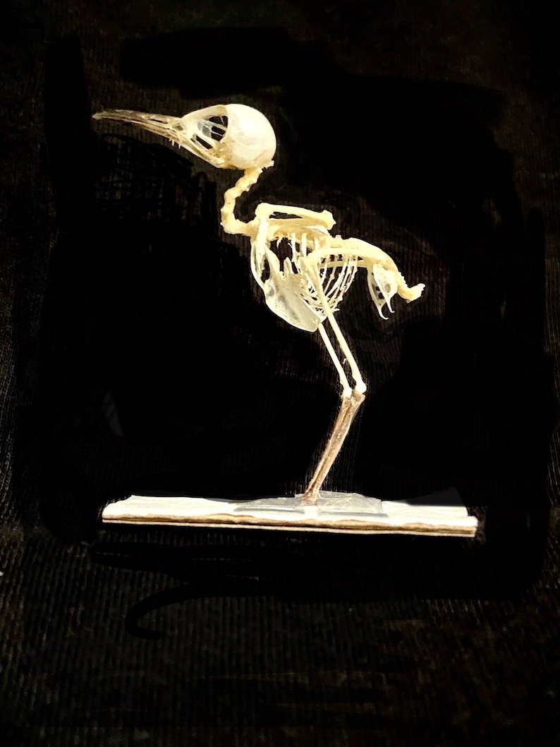 Skeleton Songbird (prinia) Real Skeleton. Bones. Bird. Anatomy ...