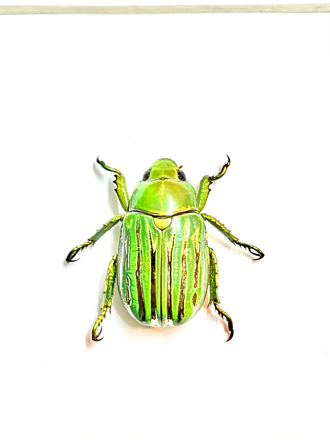 Glorious Scarab chrysina Gloriosa Real Framed Insect - Etsy