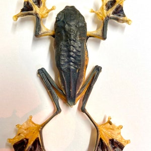 Flying Frog (rhacophorus Reinwardtii) Preserved Frog Specimen Framed ...