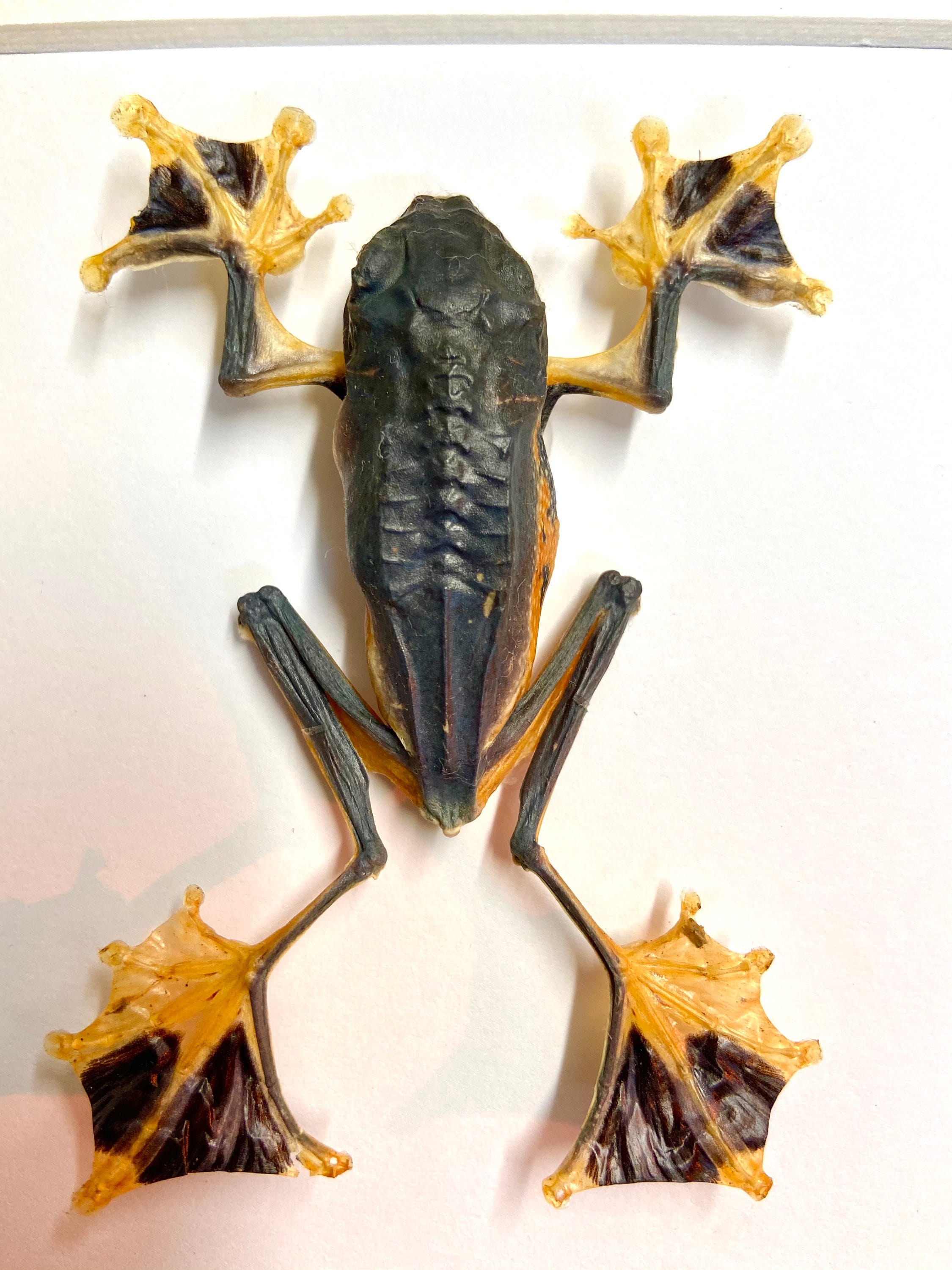 Flying Frog (rhacophorus Reinwardtii) Preserved Frog Specimen Framed ...