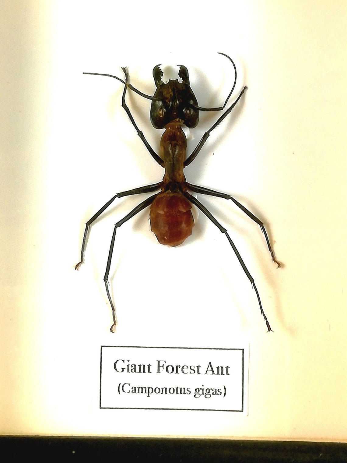 Ant Giant Forest camponotus Gigas Real Specimen - Etsy