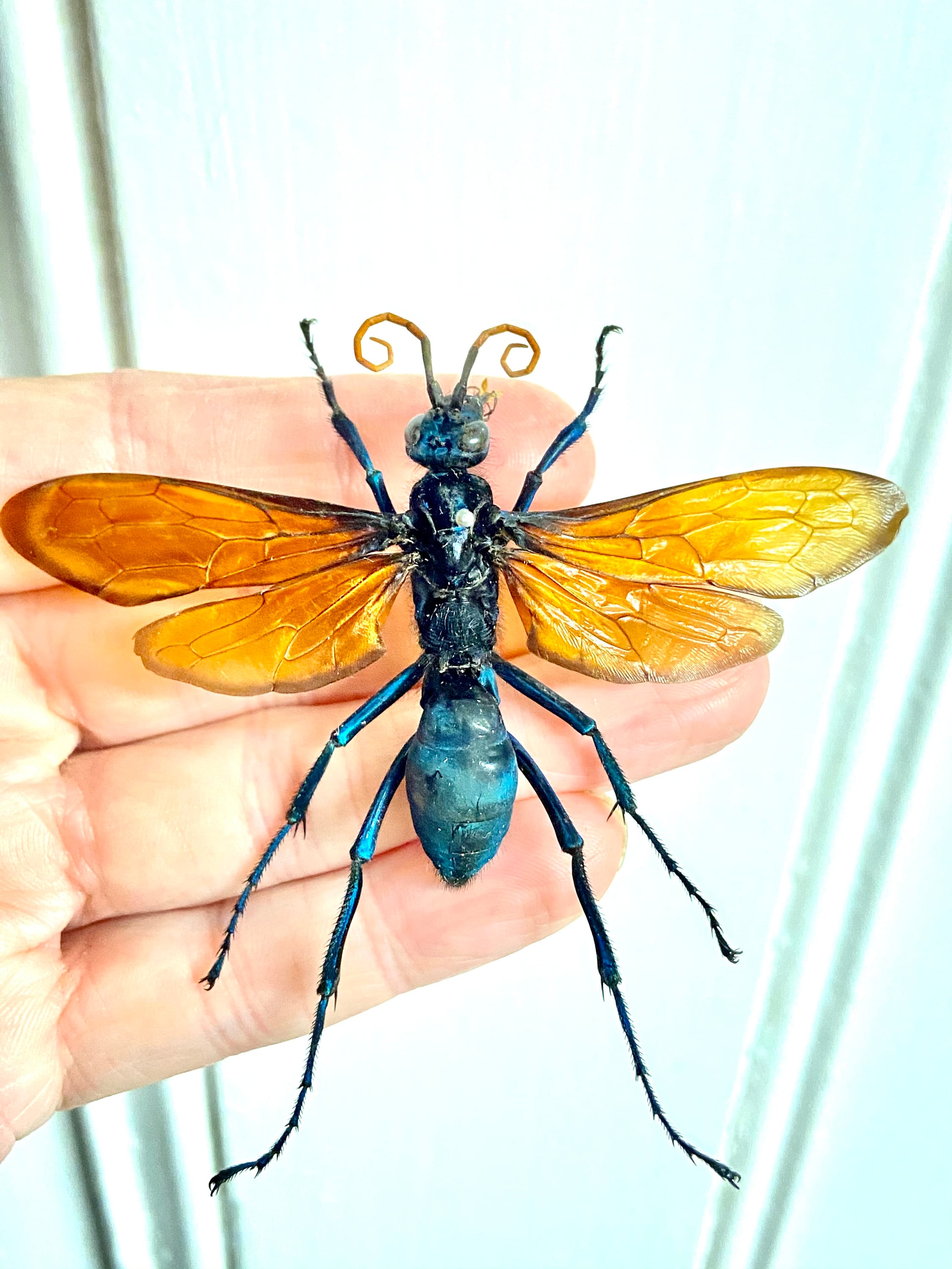Tarantula Hawk Wasp.(pepsis Sp) Real Insect. Wasp. Hornet. Pepsis ...