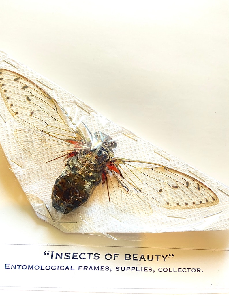 Huge Cicada .pomponia Intermedia Real Unframed Specimen. - Etsy