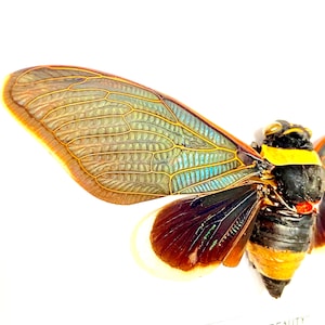 Cicada.(tacua Speciosa) Real Specimen - Etsy