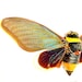 Cicada.(tacua Speciosa) Real Specimen - Etsy