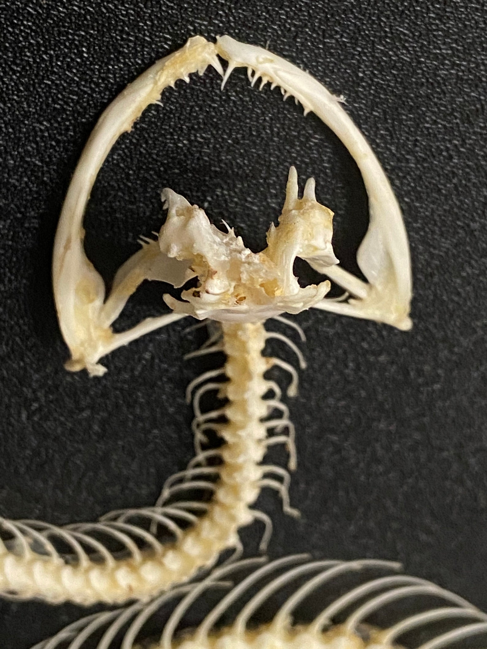 Snake Skeleton white Lipped Viper Real Specimen Framed. - Etsy UK