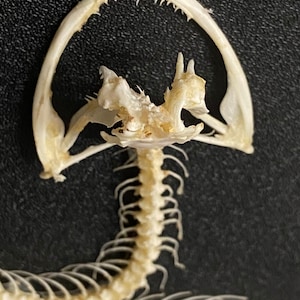 Snake Skeleton (white Lipped Viper) Real Specimen Framed. - Etsy UK