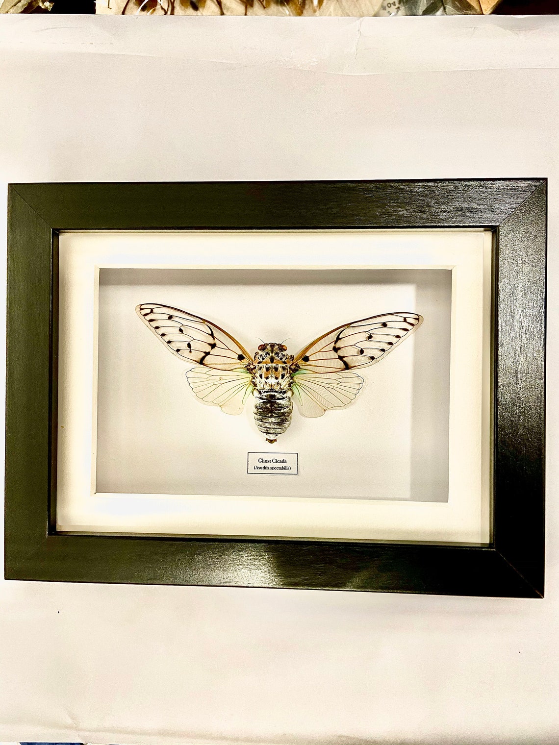Ghost Cicada ayuthia Spectabilis Real Insect Specimen. | Etsy