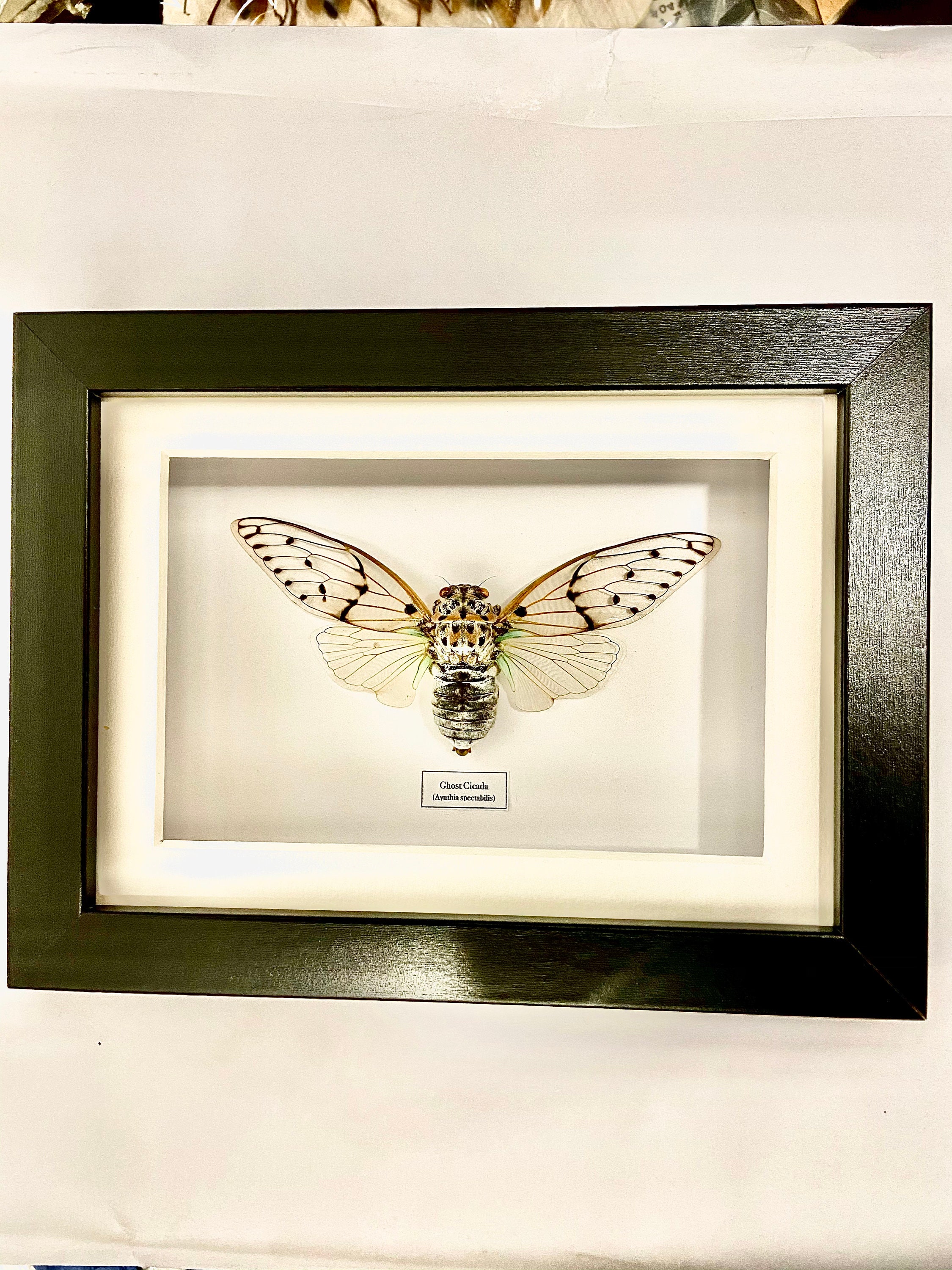Ghost Cicada (ayuthia Spectabilis) Real Insect Specimen. Framed. - Etsy