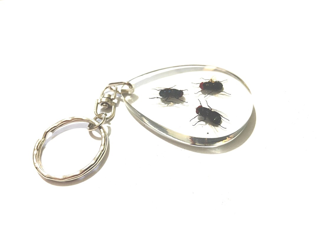 House Fly Key Ring. Real Insect.key Ring. Blue Bottle Fly. Real Fly ...