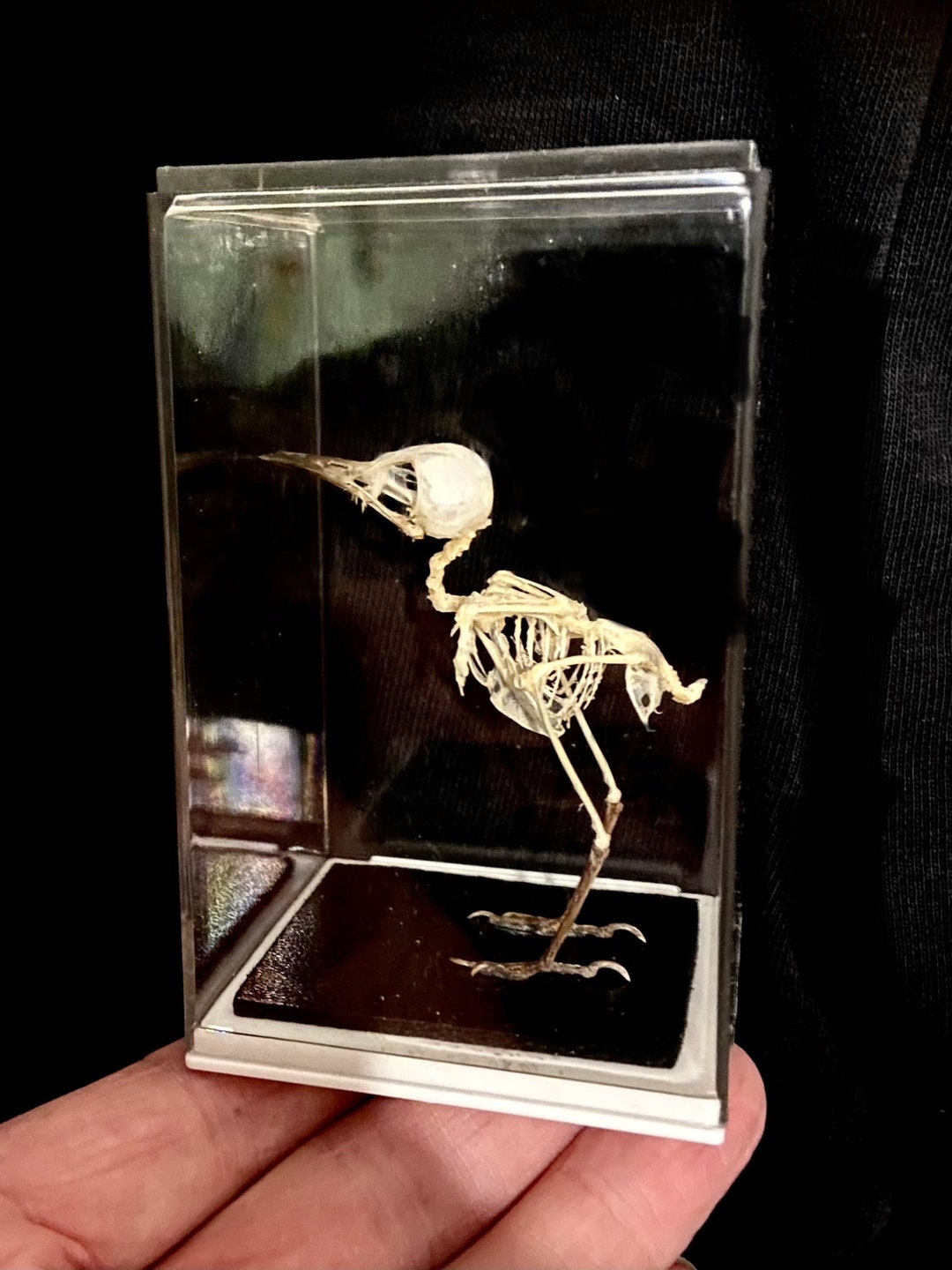 Skeleton Songbird (prionia Sp) in Display Case.bird Skeleton. Bones ...