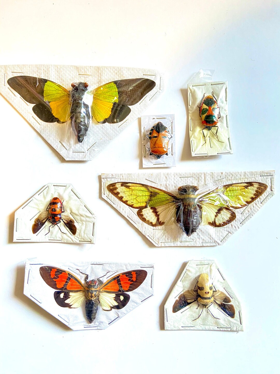 Assorted Insect Specimens Unframed. for Photography, Framing,collection ...