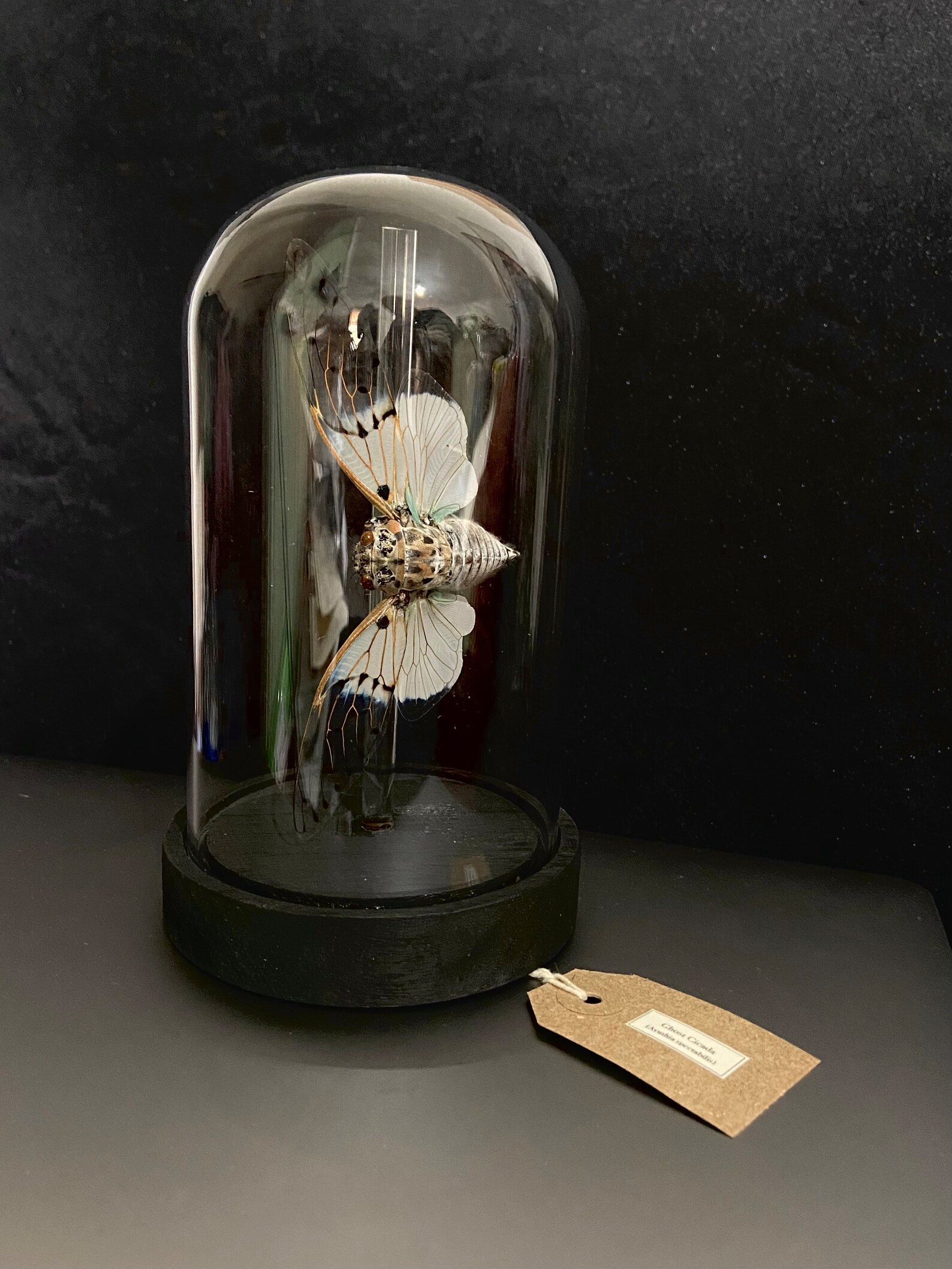 Ghost Cicada . Ayuthia Spectabilis. Cicada. Glass Dome. Real Insect ...