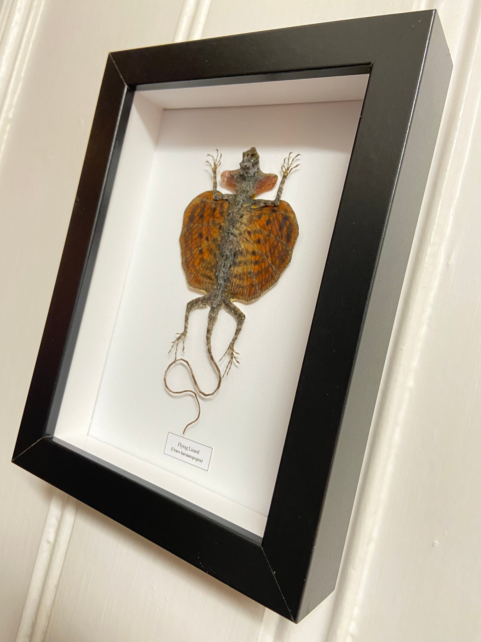 Flying Lizard (draco Haematopogon) Real Specimen Framed. Reptile ...