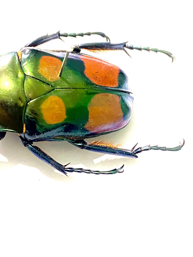 Jumnos Ruckeri. Real Specimen. Beetle. Real Insect. Real Beetle. Insect ...