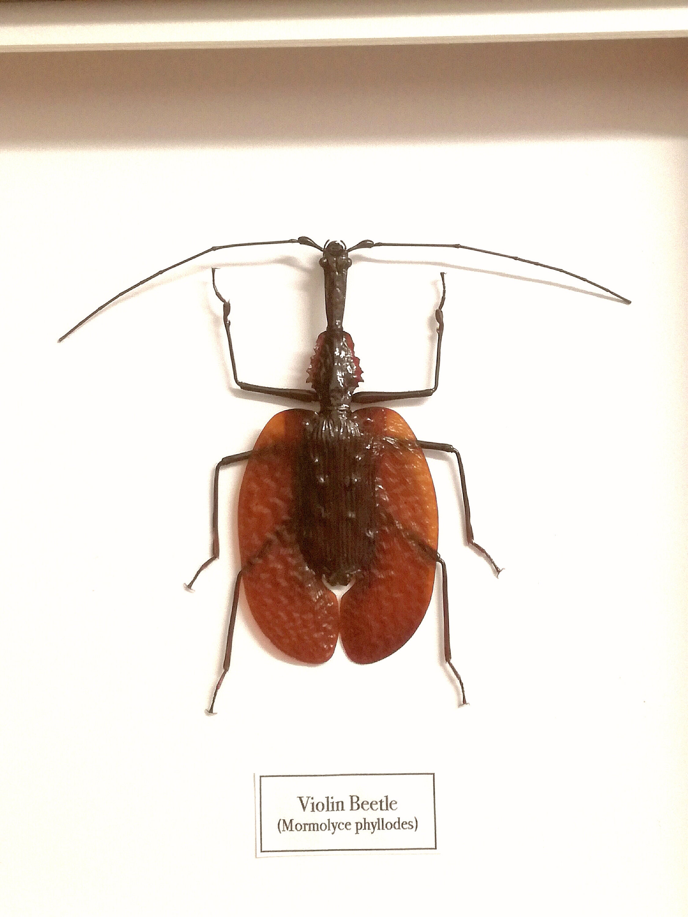 Violin Beetle mormolyce Phyllodes Real Insect Beetle Framed | Etsy UK