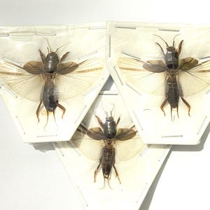 Mole Cricket. Gryllotaipidae. Grasshopper. Real Insect. Insectsofbeauty ...