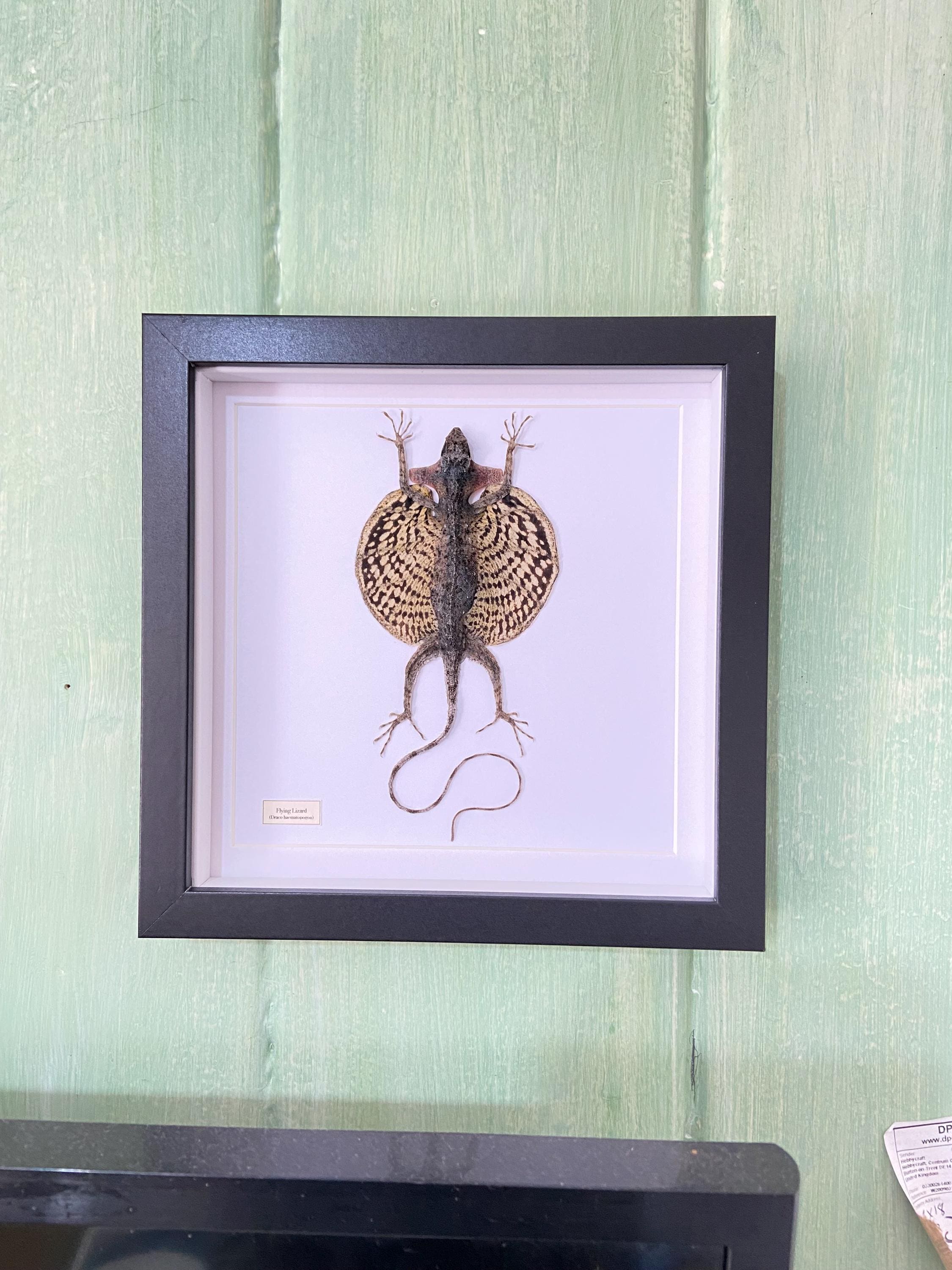 Flying Lizard (draco Haematopogon) Real Specimen Framed. Reptile ...