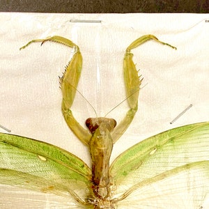 Praying Mantis Large Female Specimen Only. - Etsy