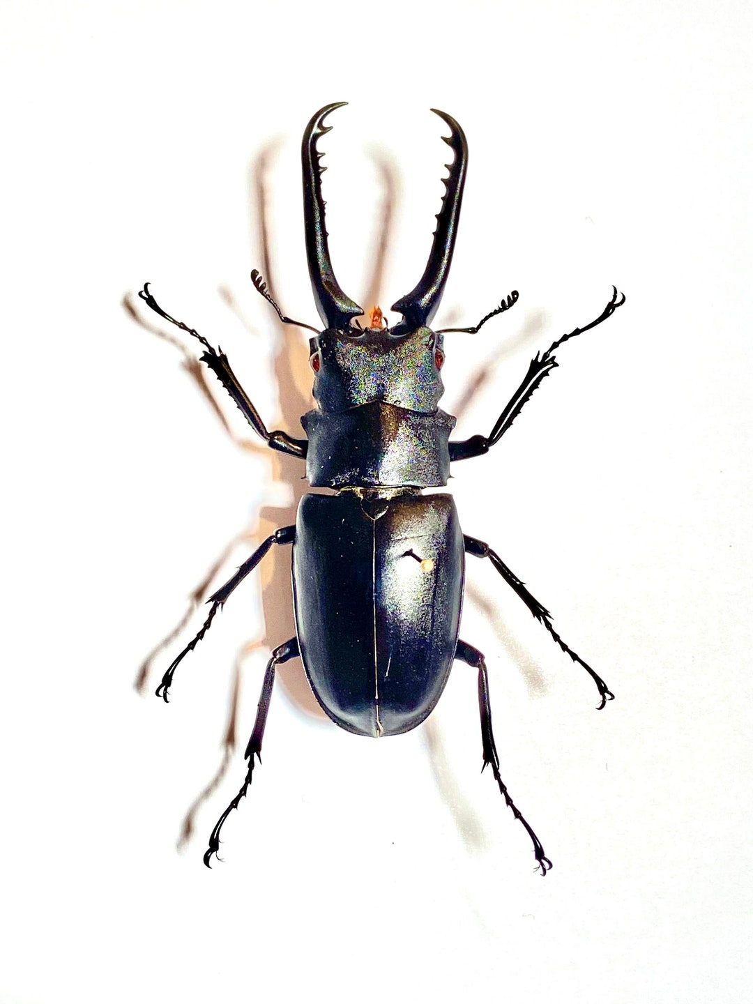 Giraffe Stag Beetle (prosopocoilus Giraffa) Real Specimen. - Etsy