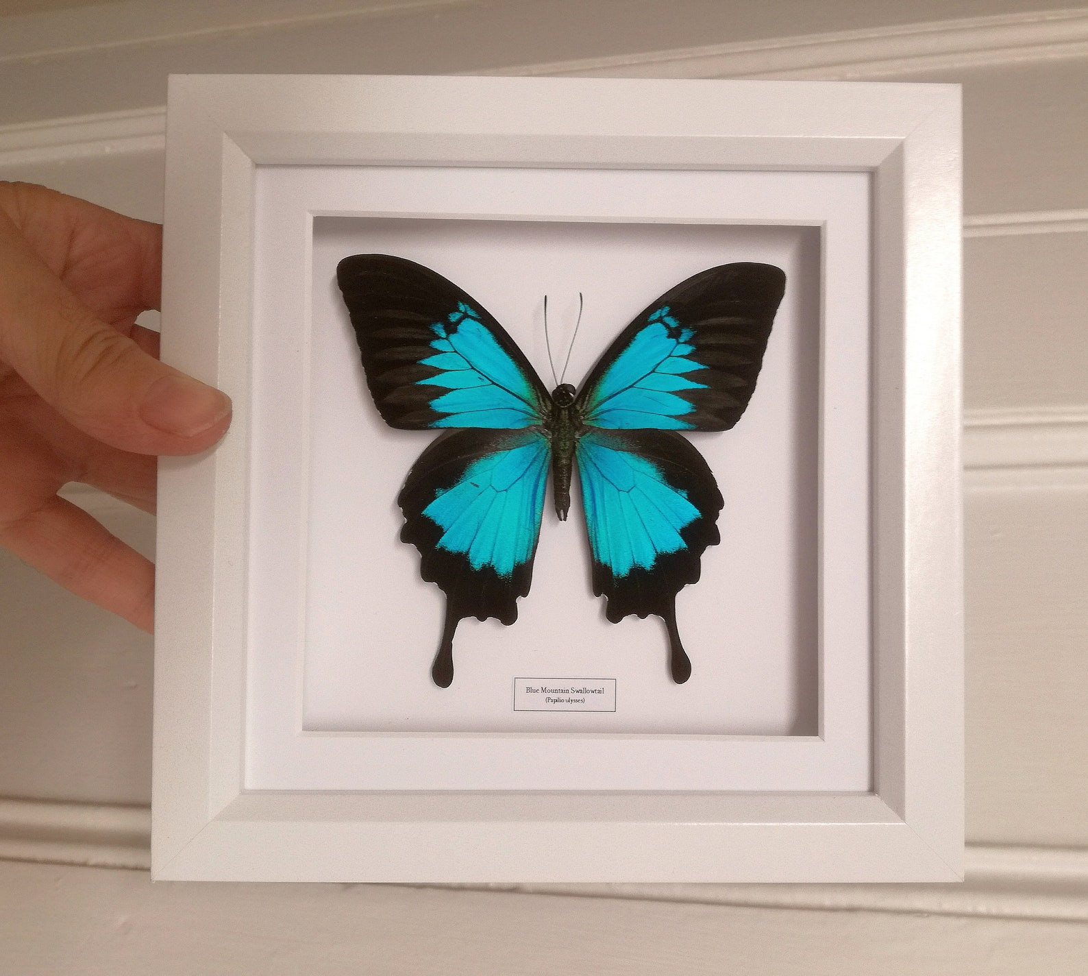 Blue Mountain Swallowtail papilio Ulysses Real Butterfly. | Etsy