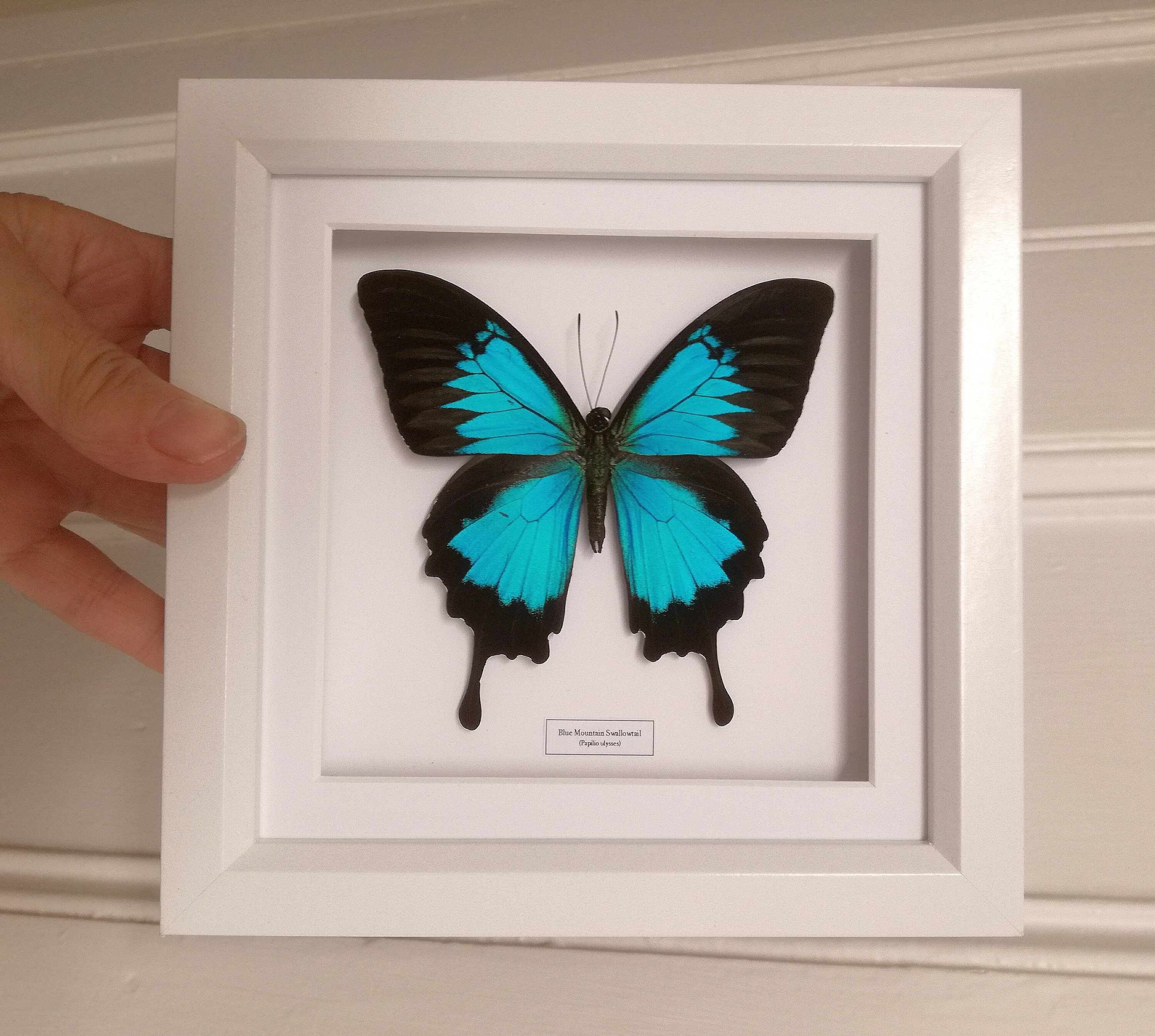 Blue Mountain Swallowtail papilio Ulysses Real Butterfly. | Etsy