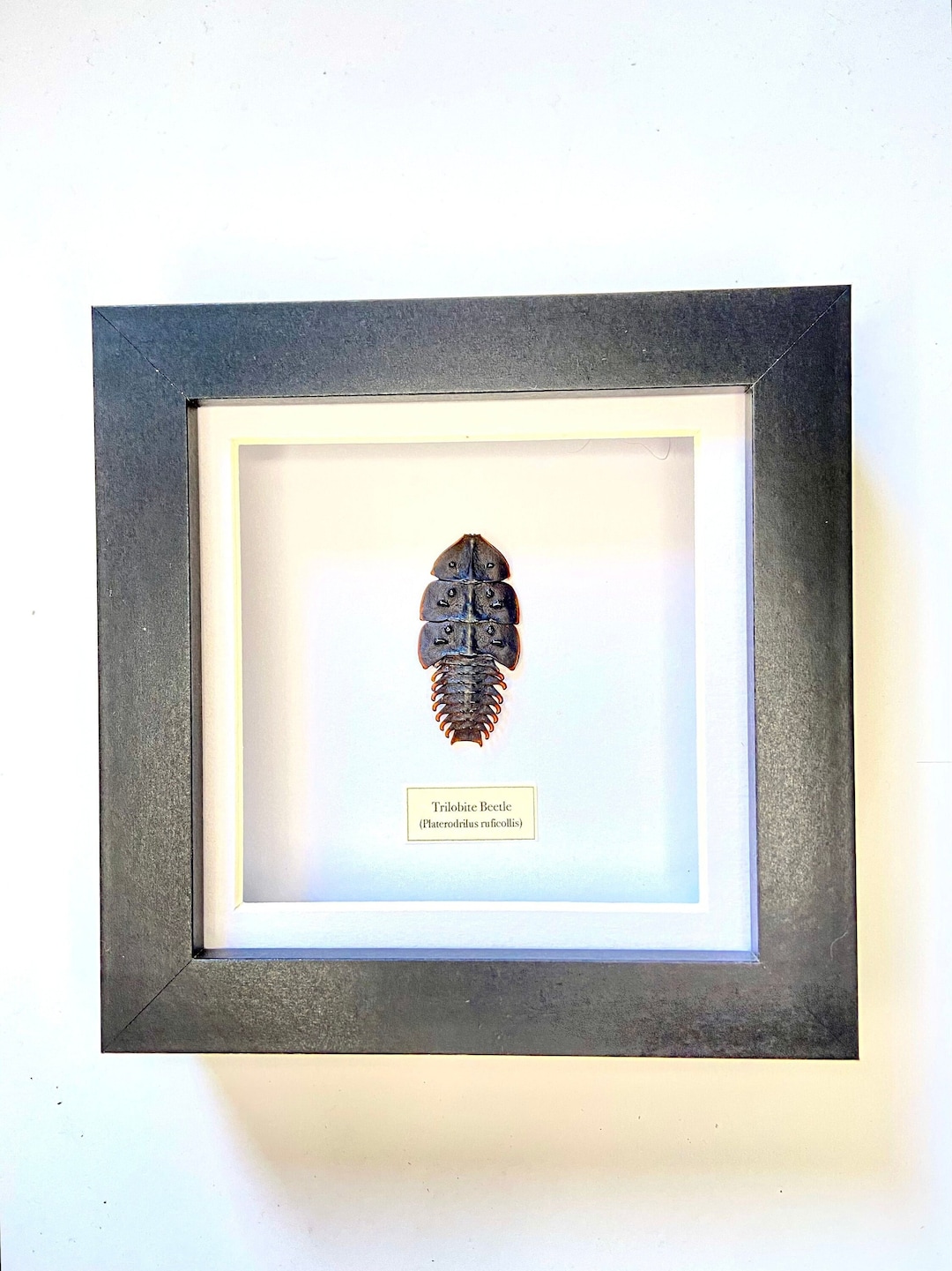 Trilobite Beetle. Real Framed Specimen. - Etsy