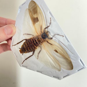 Giant Cockroach ( Blaberus Giganteus) Real Specimen. - Etsy